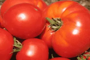 Priskribo de la tomata vario Kara gasto, rekomendoj por kreskado kaj zorgo
