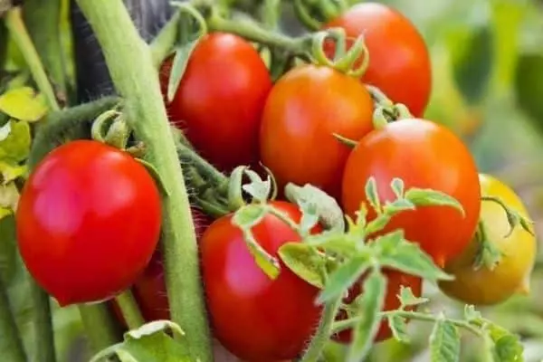 番茄的灌溉。
