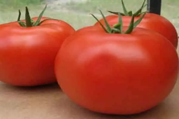 Tomater Baghira.