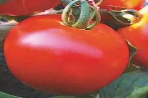 Fordeler og ulemper med tomat