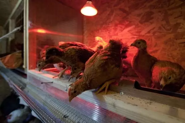 Belysningssystem i kyckling coop