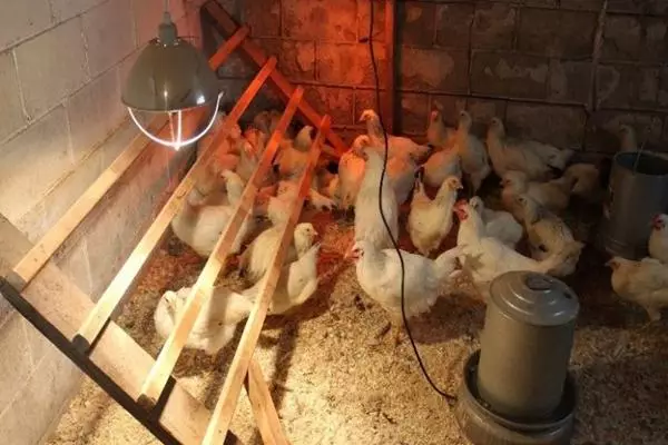 Lampa i kyckling coop