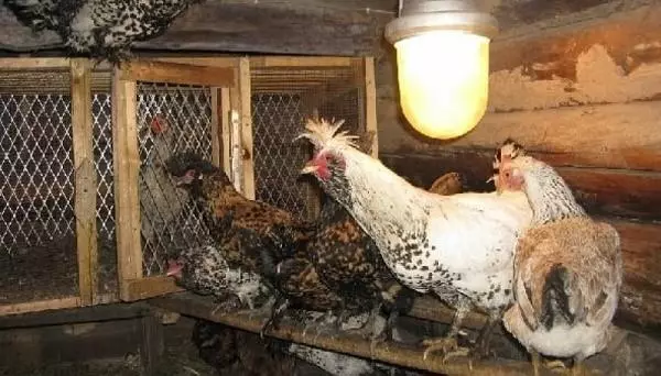 Kycklingfönsterbelysning