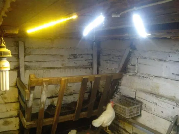 Fluorescerende lamper i kyllingskapet