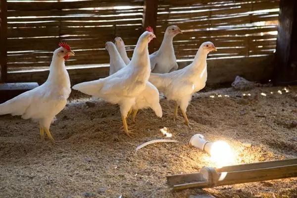 Energibesparende lampe i kyllingskapet