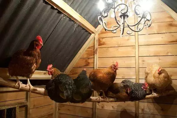 Лампа в Chicken Coop