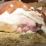 Kodėl karvė nesuteikia viso pieno ir gnybtai: priežastys ir ką daryti 6172_11