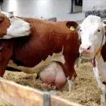 Kenapa lembu tidak memberikan semua susu, dan pengapit: sebab dan apa yang perlu dilakukan 6172_3
