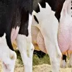 Zakaj krava ne daje vsega mleka in sponke: razloge in kaj storiti 6172_4