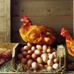 Suppléments pour les poules d'œufs pour la production d'œufs: Quels avantages sont nécessaires et comment leur donner 6173_1