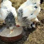 Suplementos para galinhas de ovos para produção de ovos: Quais alimentadores são necessários e como lhes dar 6173_2