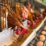卵の生産のための卵の鶏のためのサプリメント：どのフィーダーが必要か、そしてそれらを与える方法 6173_3