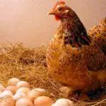 Suplementos para gallinas de huevos para la producción de huevos: qué alimentadores son necesarios y cómo darles 6173_6