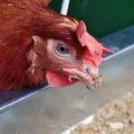 Suplements per a gallines d'ous per a la producció d'òvuls: quins alimentadors són necessaris i com donar-los 6173_7