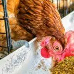 ספקים עבור התרנגולות ביצה לייצור ביצה: אילו מזינים נדרשים וכיצד לתת להם 6173_8