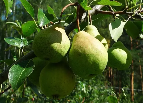 Pear Agustovskaya Rosa.