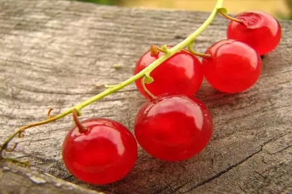 Currant Berries.
