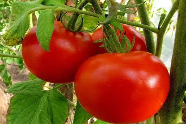 Monero tomato