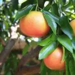 Grapefruit: Wuesse doheem, wéi se inspilléieren, këmmeren sech a trimmen 6187_1