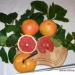 Грейпфрут: растящ у дома, как да внуши, грижа и подрязване 6187_10