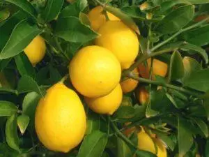 Description de la variété de citron Maeier et des caractéristiques de soins à domicile