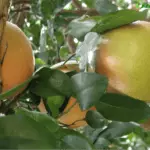 Grapefruit: Berkembang di rumah, bagaimana untuk menanamkan, menjaga dan memangkas 6187_13