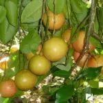 Грейпфрут: растящ у дома, как да внуши, грижа и подрязване 6187_2