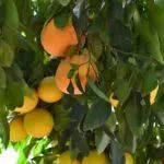 Грейпфрут: растящ у дома, как да внуши, грижа и подрязване 6187_3
