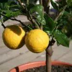 Jiwbilî Lemon: Disgrifiad o'r Amrywiaeth, Glanio a Gofal yn y Cartref 6192_1
