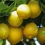 Lemon Jubilee: Priskribo de la vario, surteriĝo kaj zorgo hejme 6192_11