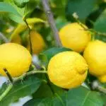 Lemon Jubilee: Mô tả về sự đa dạng, hạ cánh và chăm sóc tại nhà 6192_12