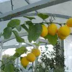 Lemon Jubilee: Beskriuwing fan it ferskaat, lâning en soarch thús 6192_13