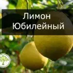 Citron Jubilee: Beskrivning av sorten, landning och vård hemma 6192_2
