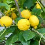 Jiwbilî Lemon: Disgrifiad o'r Amrywiaeth, Glanio a Gofal yn y Cartref 6192_3