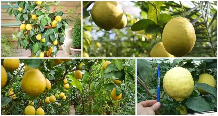 Lemon jubile