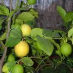 Lemon Jubilee: beschrijving van de variëteit, landing en zorg thuis 6192_6