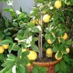 Lemon Jubilee: Beskriuwing fan it ferskaat, lâning en soarch thús 6192_7