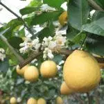 Limun jubilej: opis raznolikosti, slijetanja i njege kod kuće 6192_8