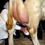 गाय मध्ये दूध मध्ये रक्त: उपचारांसाठी कारण का आणि काय आहे 6193_10