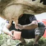 गाय मध्ये दूध मध्ये रक्त: उपचारांसाठी कारण का आणि काय आहे 6193_3