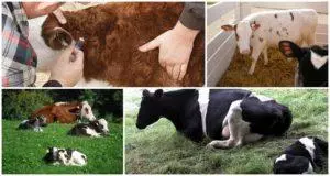Objawy kryptoridiozy w cielątach, ścieżki zakażenia i metody leczenia bydła
