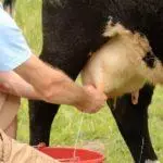 Sang dans le lait à la vache: pourquoi et quelle est la raison de faire pour le traitement 6193_8