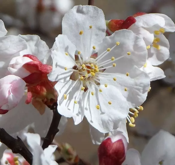 Flor de damasco