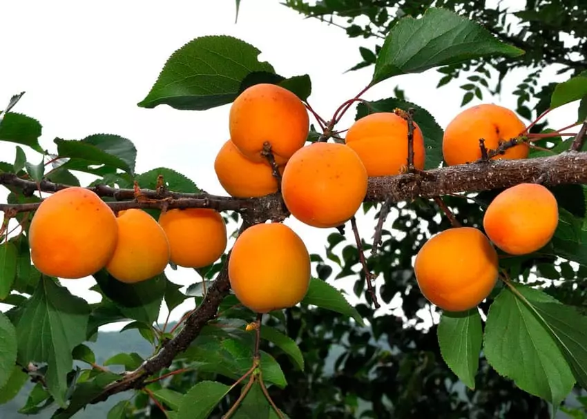 Apricot Tsarsky