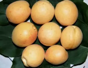 Tabia ya aina ya apricot dessert, maelezo ya mikoa ya kilimo na pollinators