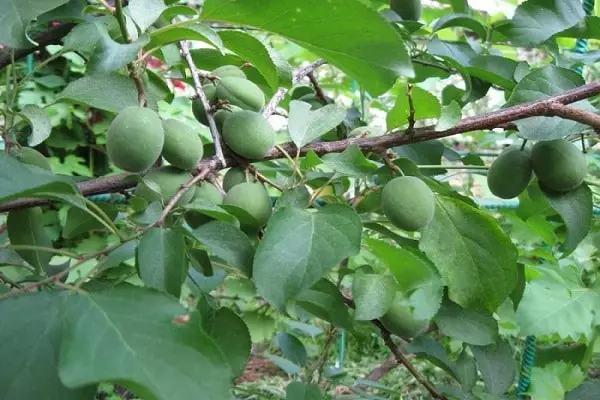 Green Apricots.