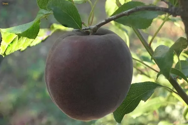 Ntau yam qub apricot