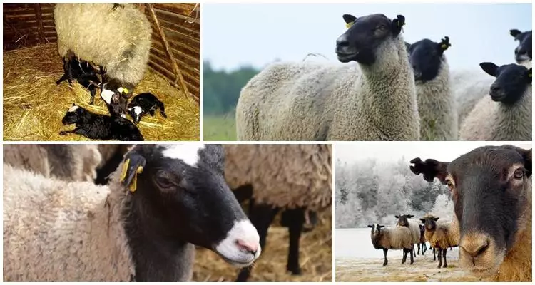 Romanovskaya φυλή πρόβατα
