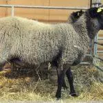 Romanovskaya羊羊：描述和特点，繁殖和喂养 6206_12