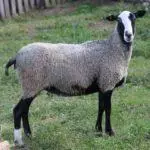 Romanovskaya raça de ovelhas: descrição e características, reprodução e alimentação 6206_13